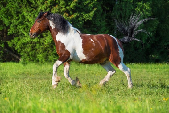 Liste de Chevaux de la race Paint Horse | Eleveurs.ca