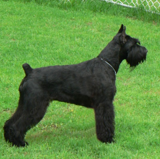 Liste de Chiens de la race Schnauzer (nain) | Eleveurs.ca