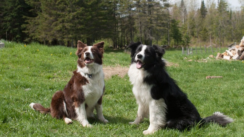 Liste de Chiens de la race Terrier du Yorkshire dans la région de ...